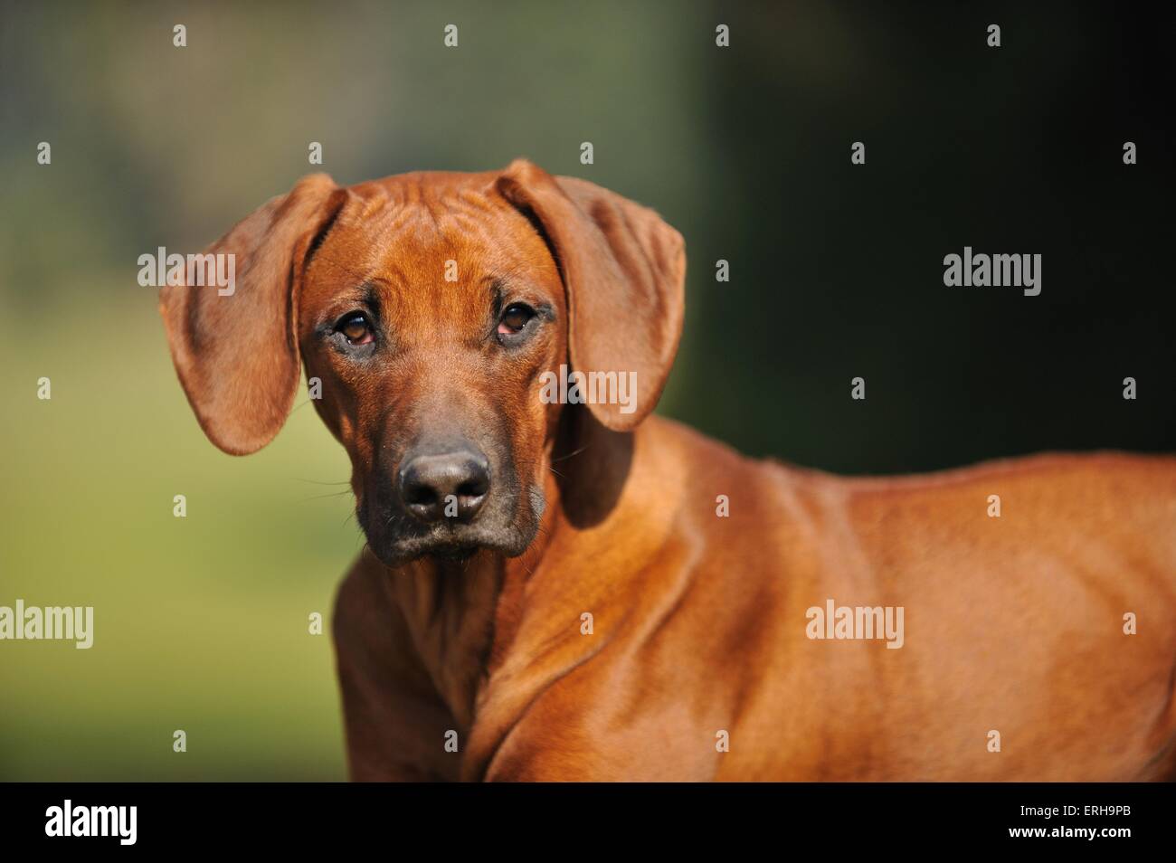 Rhodesian Ridgeback Portrait Stock Photo - Alamy