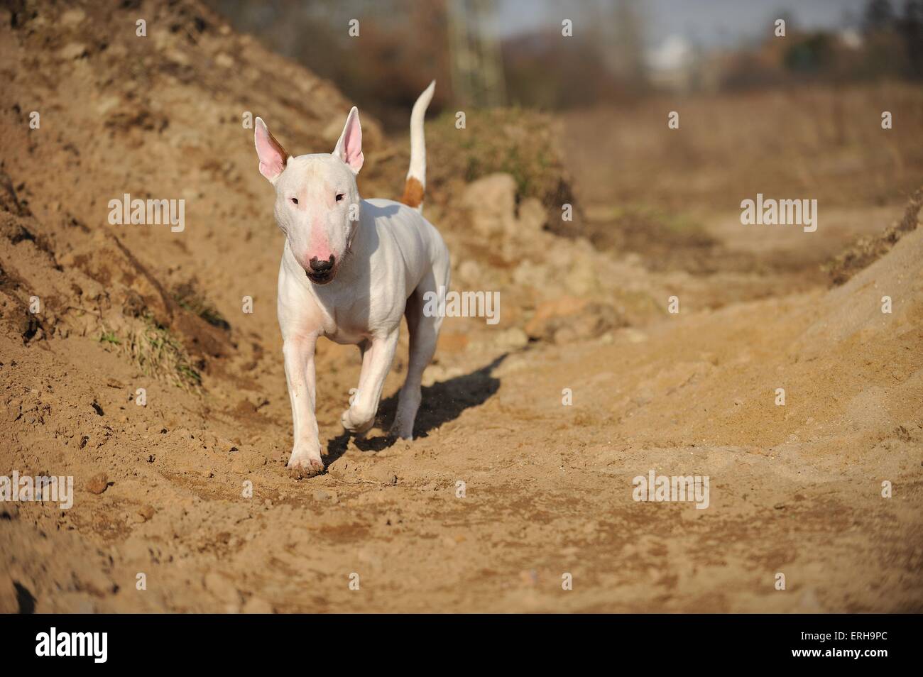 Running bullterrier hi-res stock photography and images - Alamy