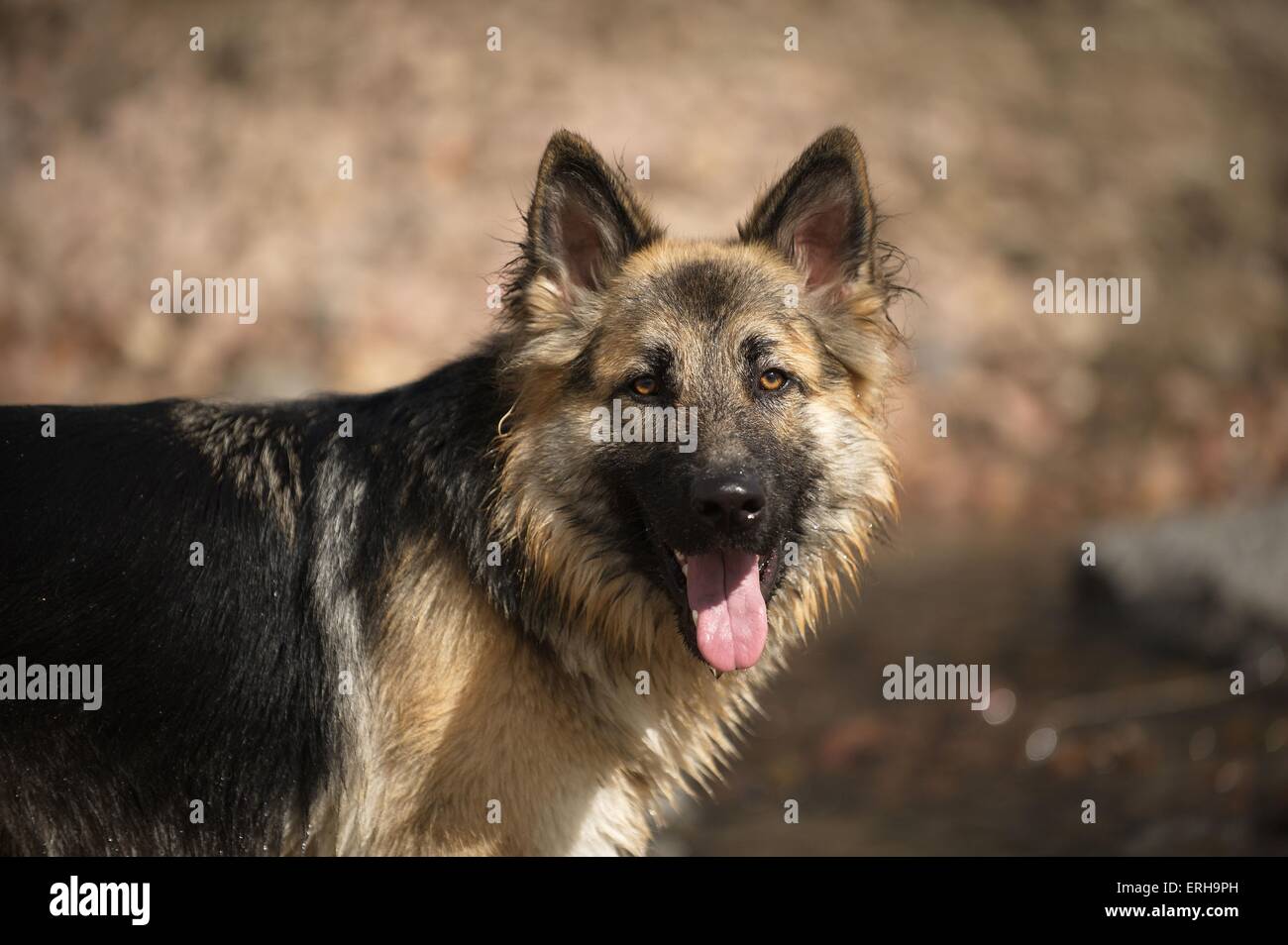 Old German Shepherd Portrait Stock Photo - Alamy