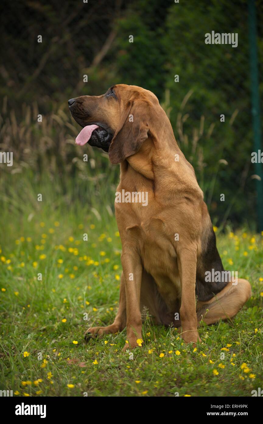 Red Bloodhound High Resolution Stock Photography and Images - Alamy