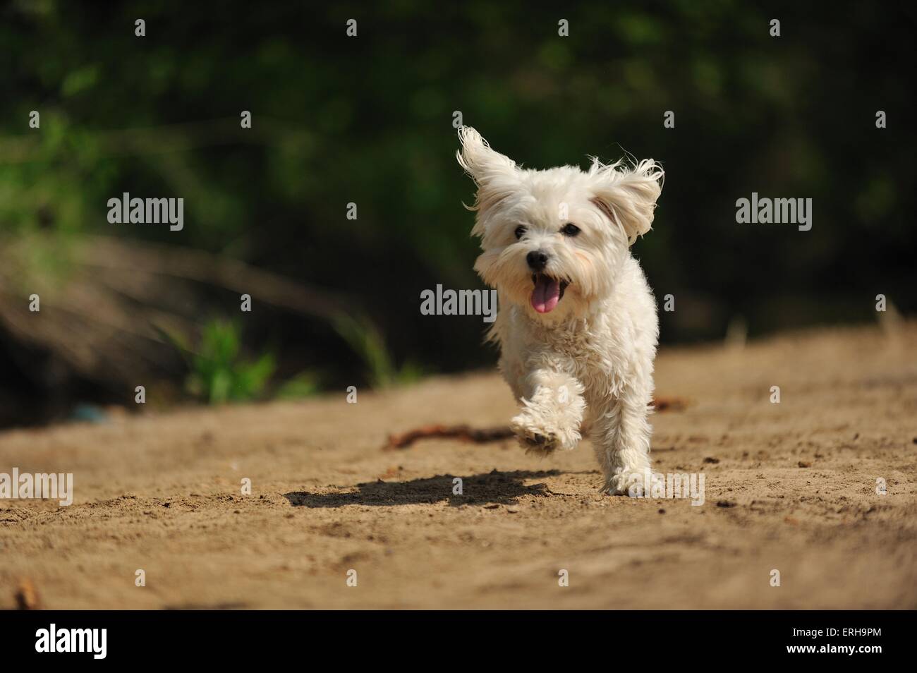 Little maltese dog runs hi-res stock photography and images - Alamy