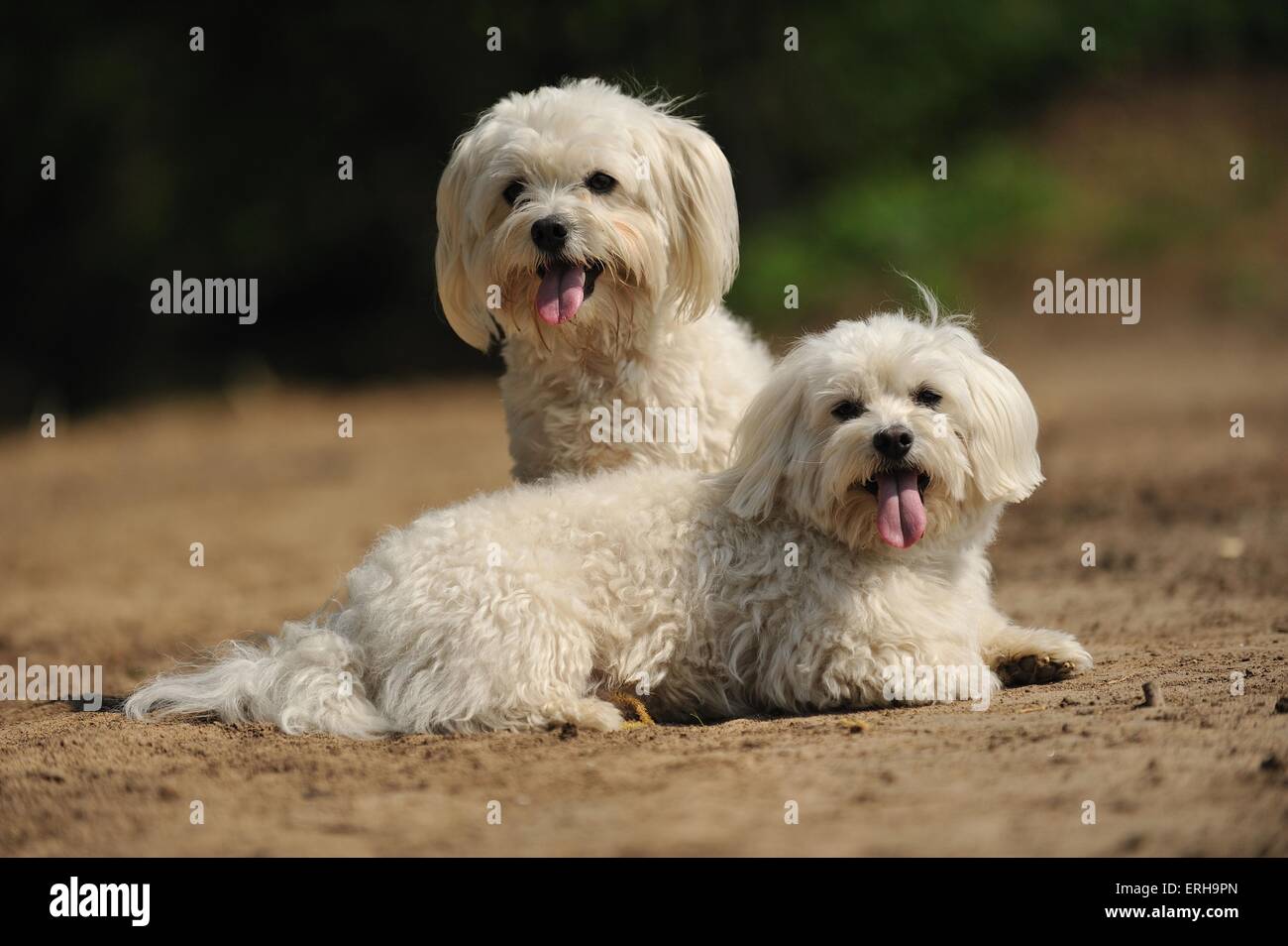Maltese soil hi-res stock photography and images - Alamy