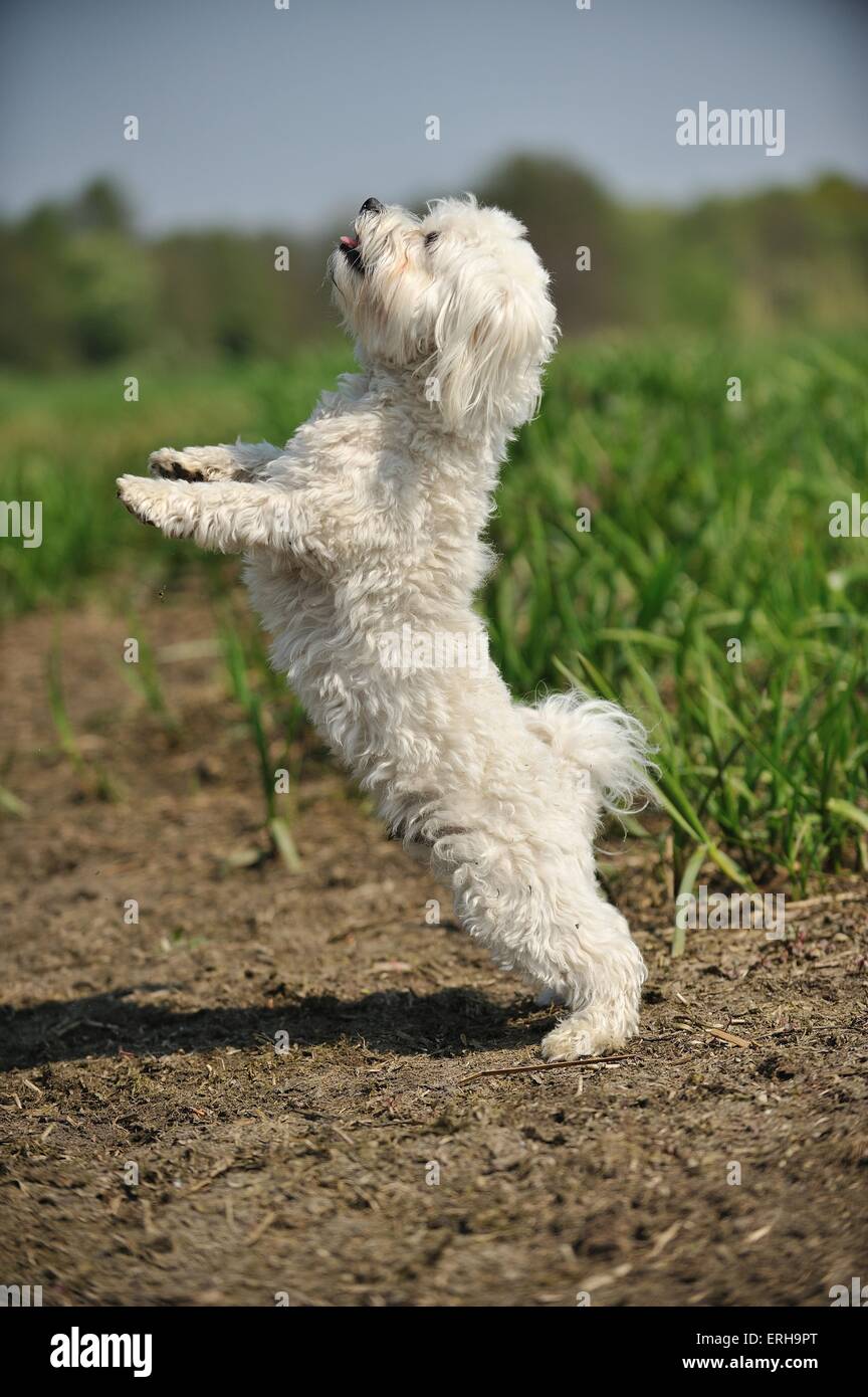 Maltese shows trick Stock Photo - Alamy