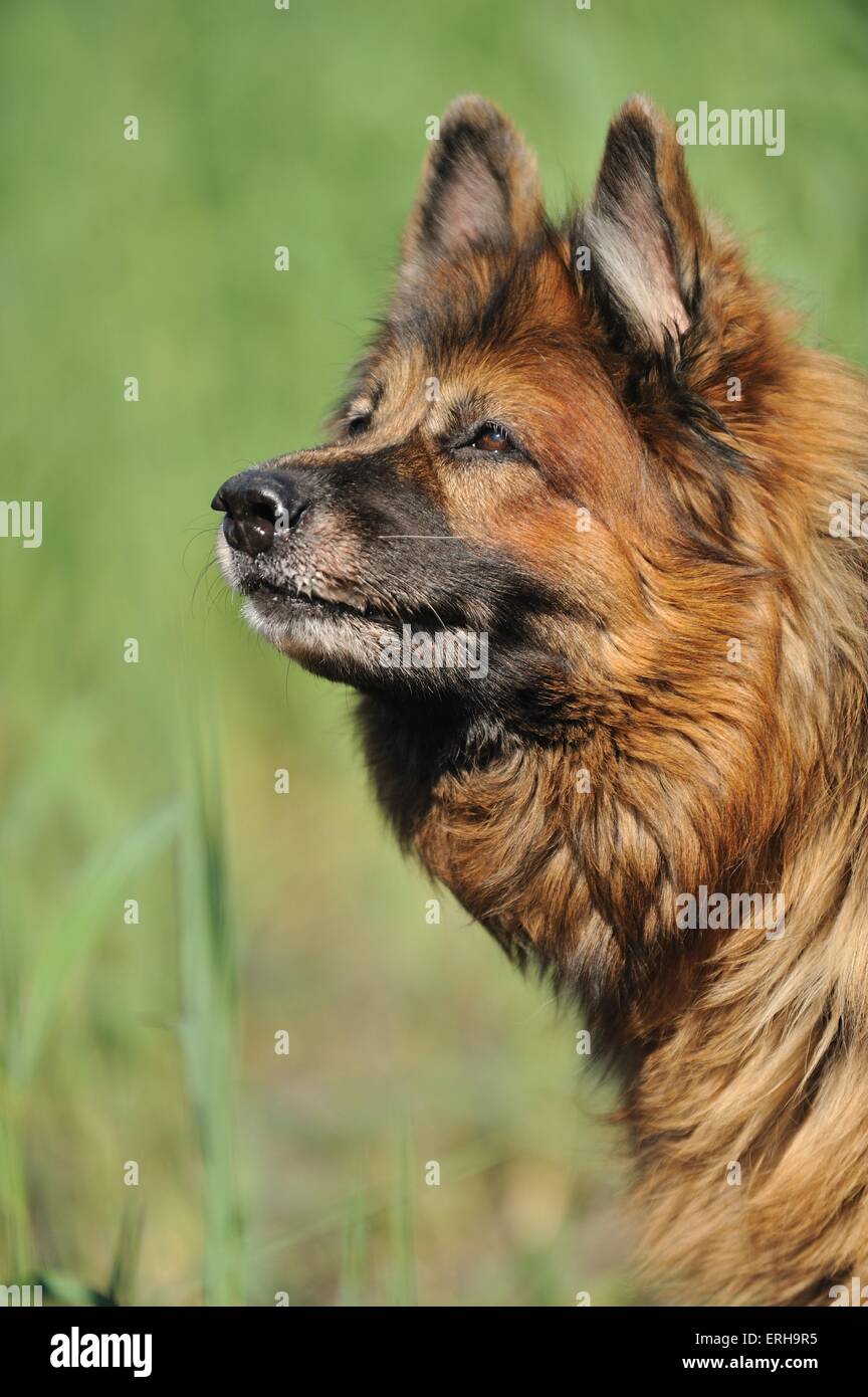 Old German Shepherd Portrait Stock Photo - Alamy