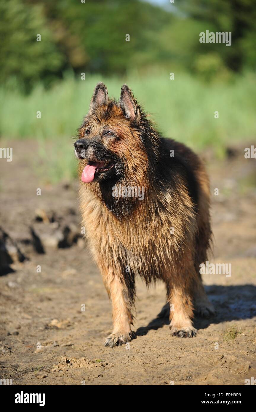 Old German Shepherd Stock Photo - Alamy