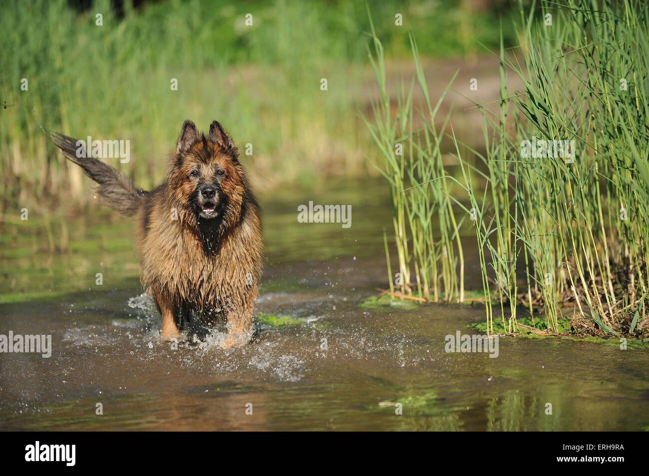 bathing Old German Shepherd Stock Photo - Alamy