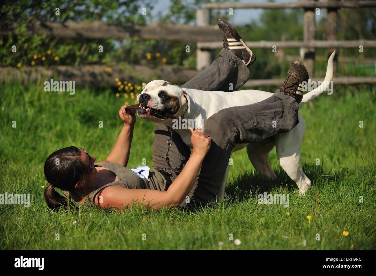 Female american bulldog hi-res stock photography and images - Alamy