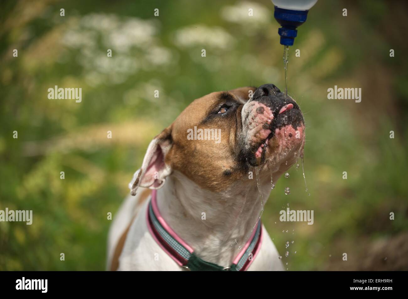 Bulldog drinking hi-res stock photography and images - Alamy