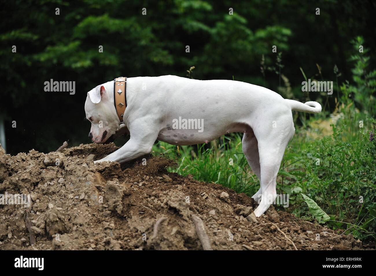 American bulldog side hi-res stock photography and images - Alamy