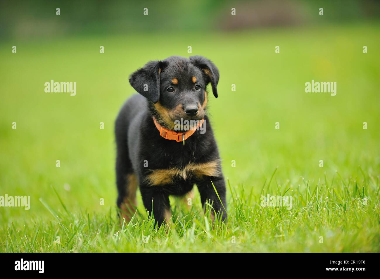 Beauceron pup hi-res stock photography and images - Alamy