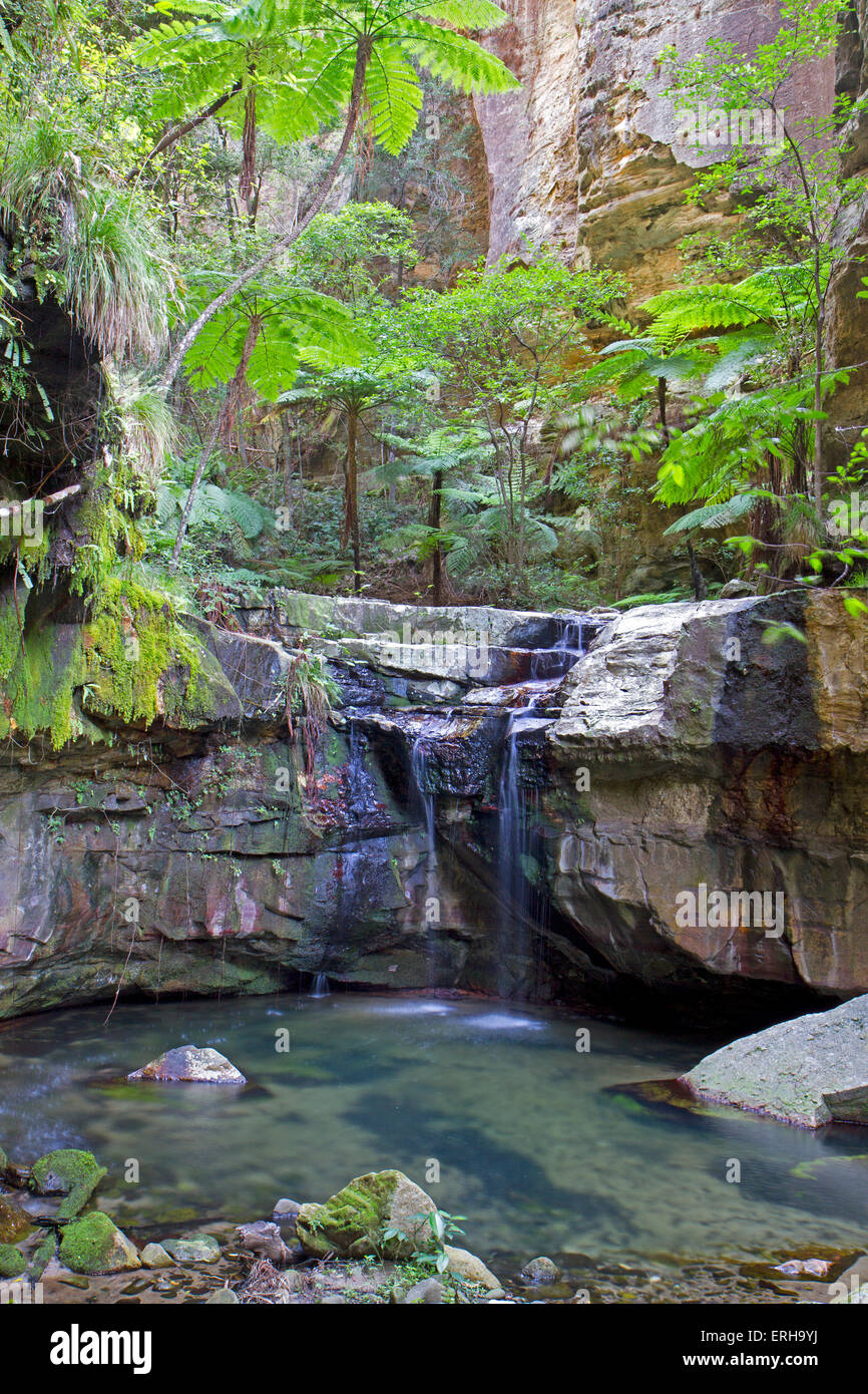 Moss Garden inside Carnarvon Gorge Stock Photo - Alamy