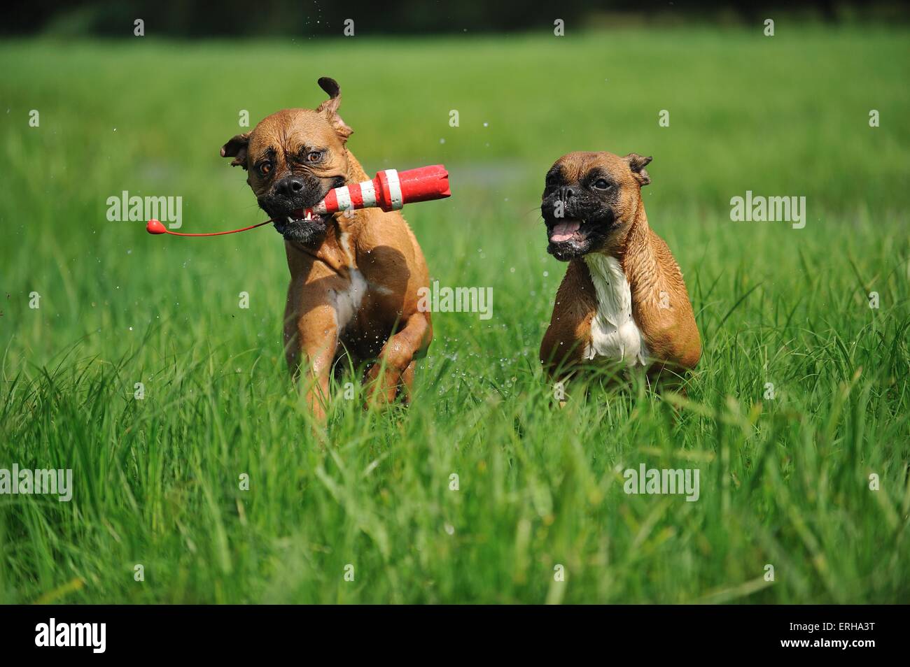 playing German Boxer Stock Photo - Alamy