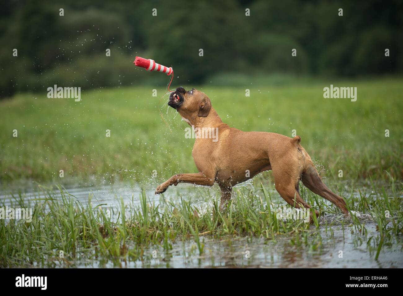 playing German Boxer Stock Photo - Alamy