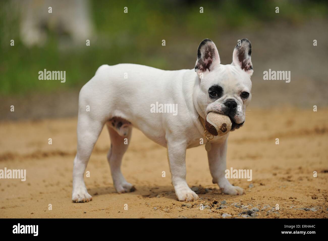 standing French Bulldog Stock Photo - Alamy