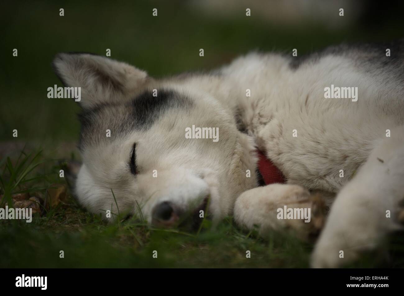 sleeping Siberian Husky Stock Photo - Alamy