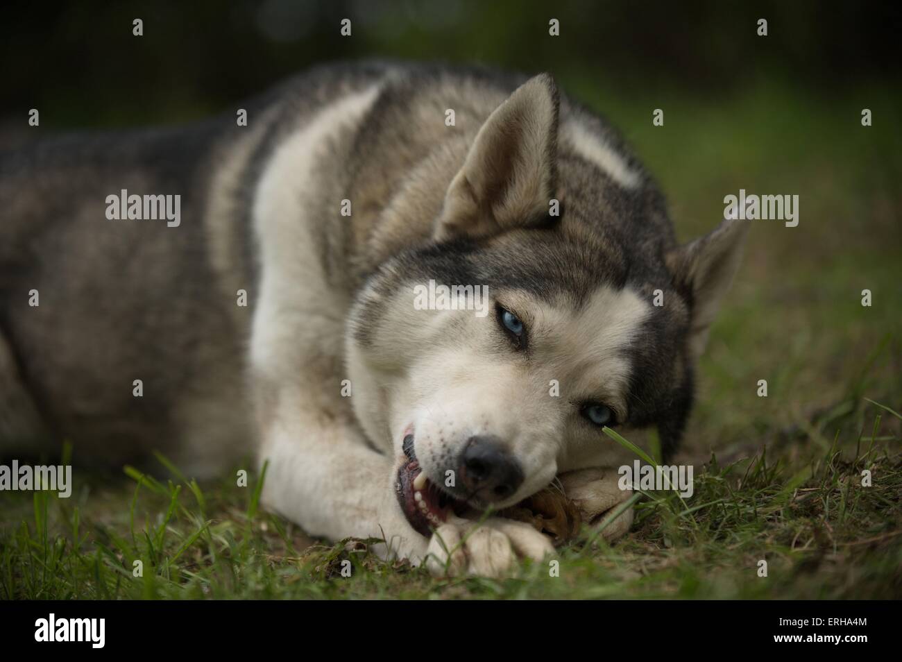 eating Siberian Husky Stock Photo - Alamy
