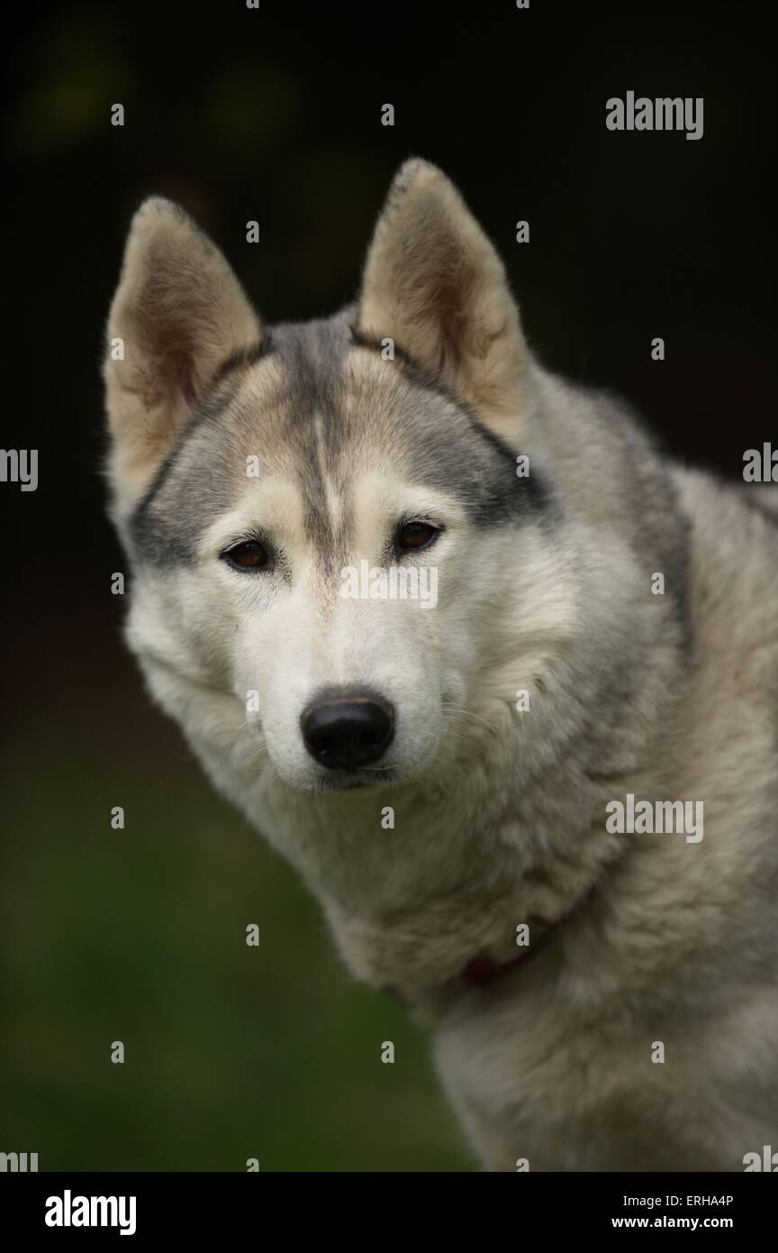 Siberian Husky Portrait Stock Photo - Alamy