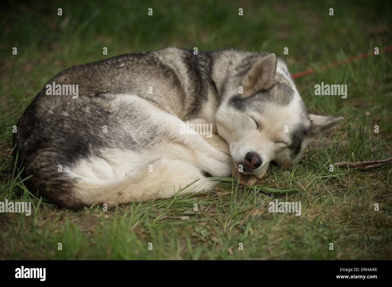 sleeping Siberian Husky Stock Photo - Alamy