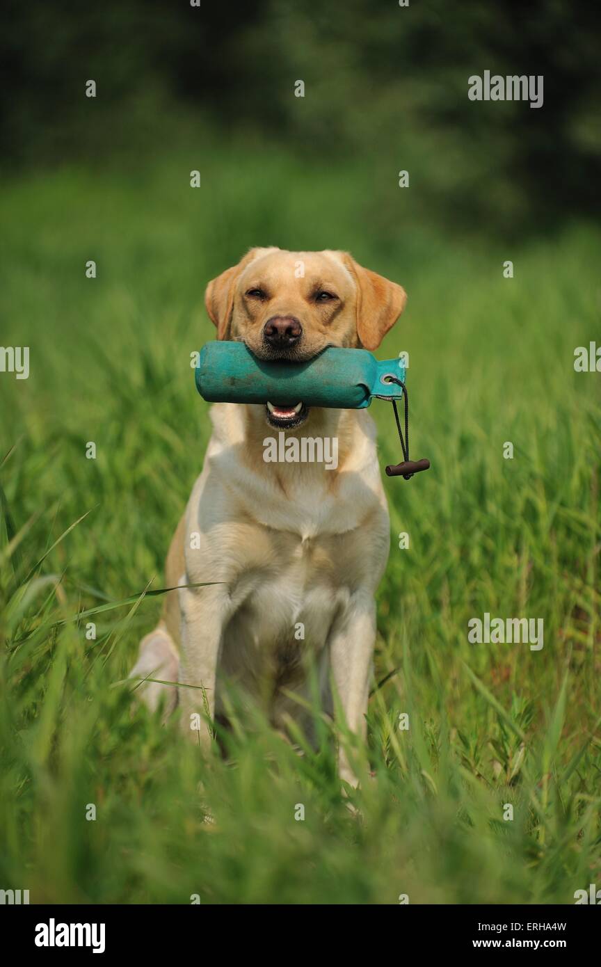retrieving Labrador Retriever Stock Photo - Alamy