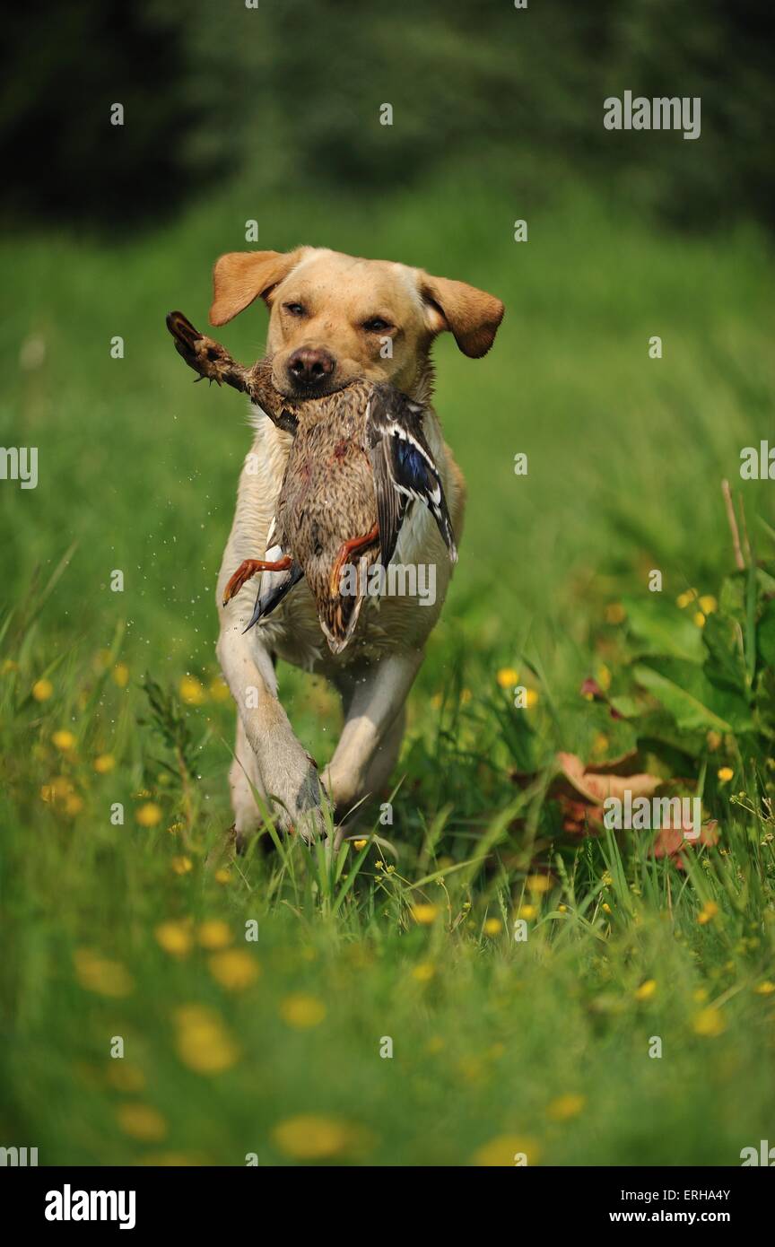 retrieving Labrador Retriever Stock Photo - Alamy