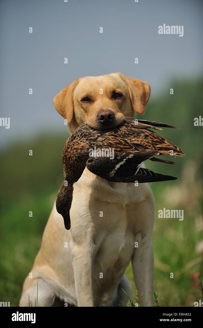 retrieving Labrador Retriever Stock Photo - Alamy