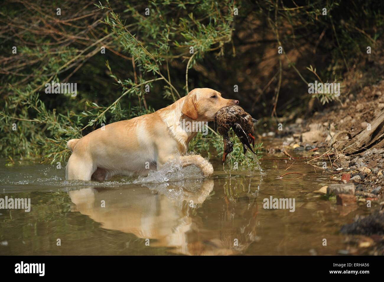 retrieving Labrador Retriever Stock Photo - Alamy