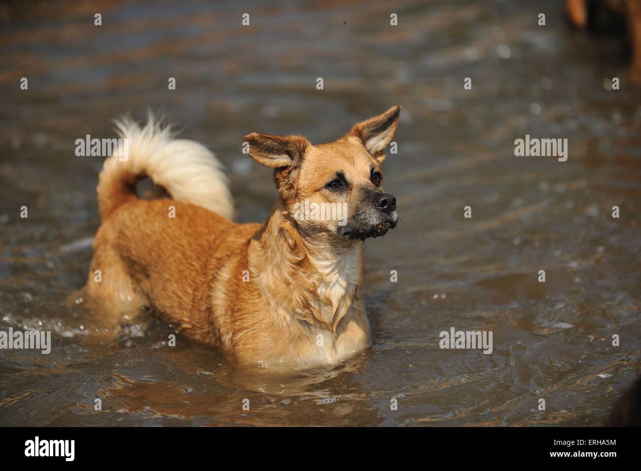 Bathing mongrel hi-res stock photography and images - Alamy
