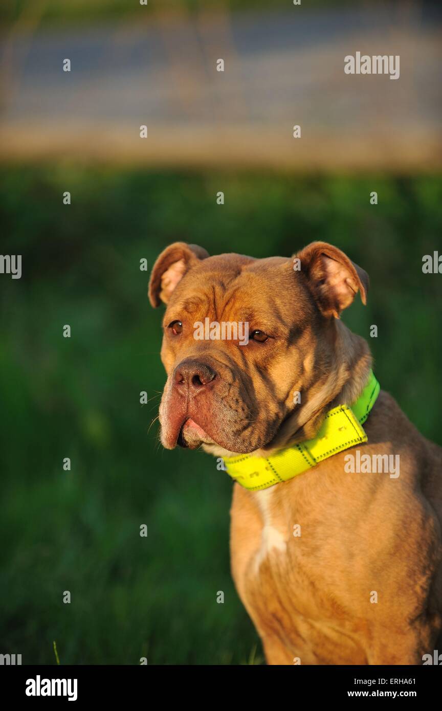 Renascence Bulldog Portrait Stock Photo - Alamy