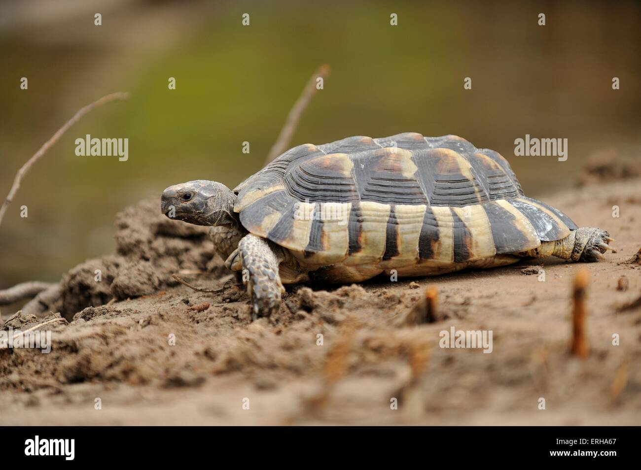 Tortoise turtle side by side hi-res stock photography and images - Alamy