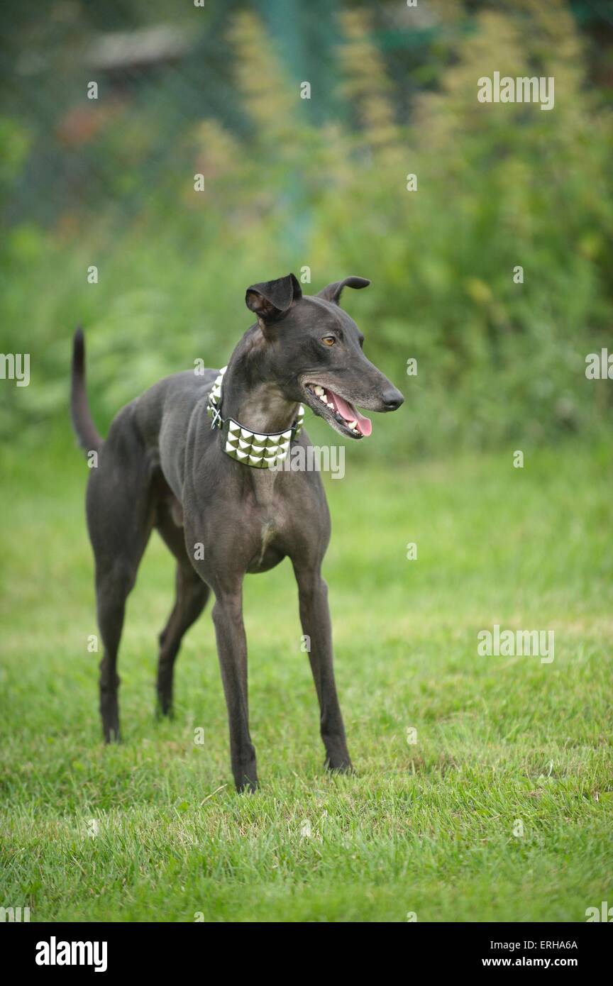 Whippet standing hi-res stock photography and images - Alamy