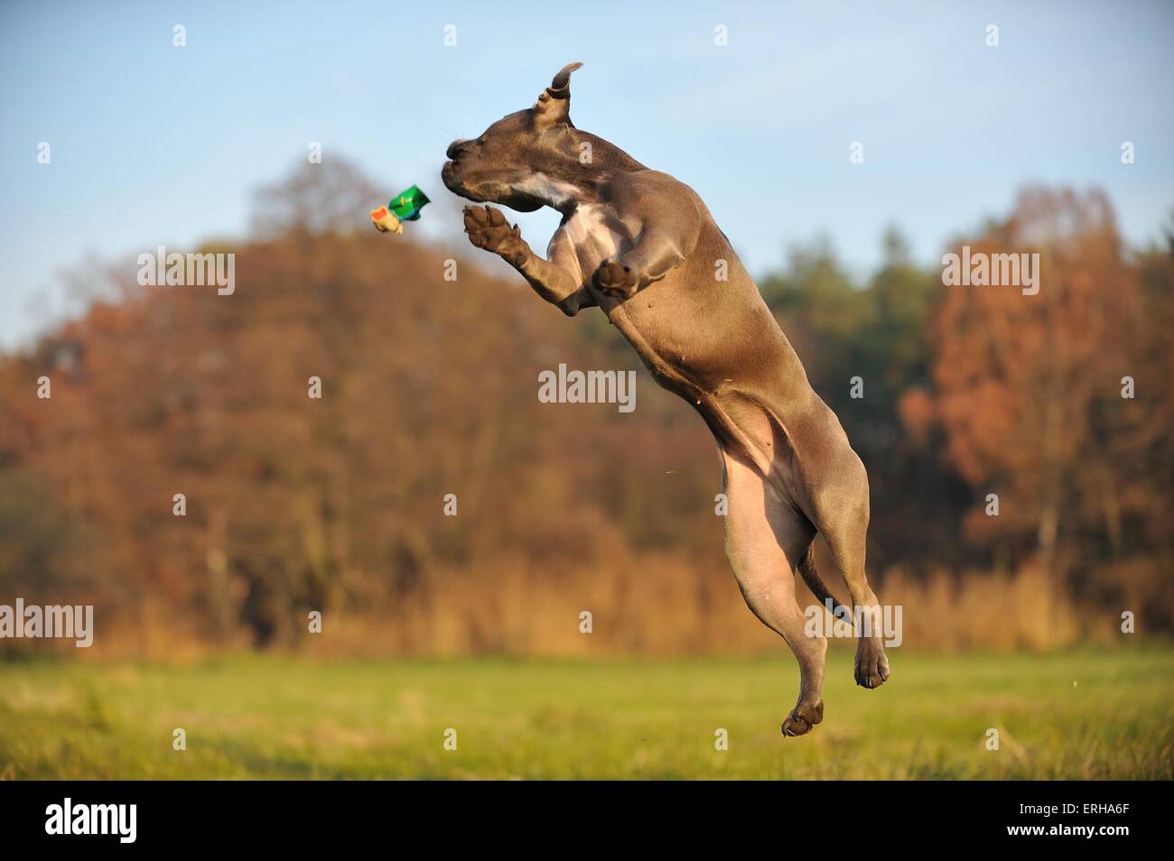 jumping American Staffordshire Terrier Stock Photo - Alamy