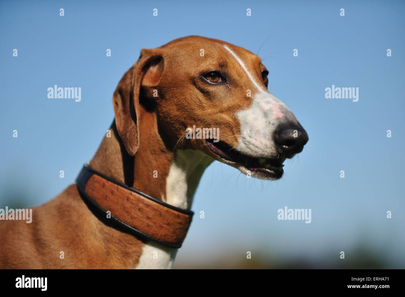 Azawakhs High Resolution Stock Photography and Images - Alamy