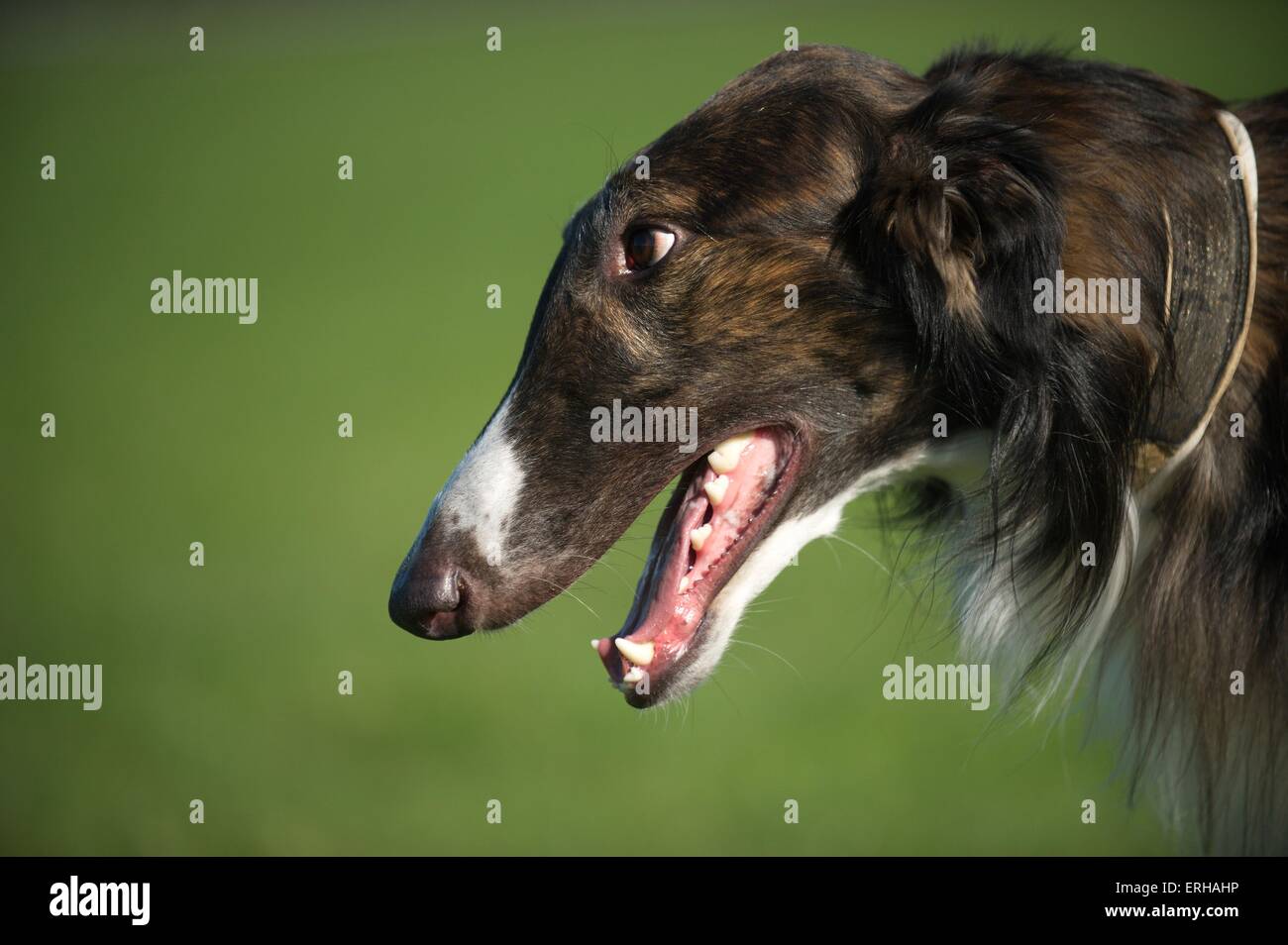 Portrait borzoi side view hi-res stock photography and images - Alamy