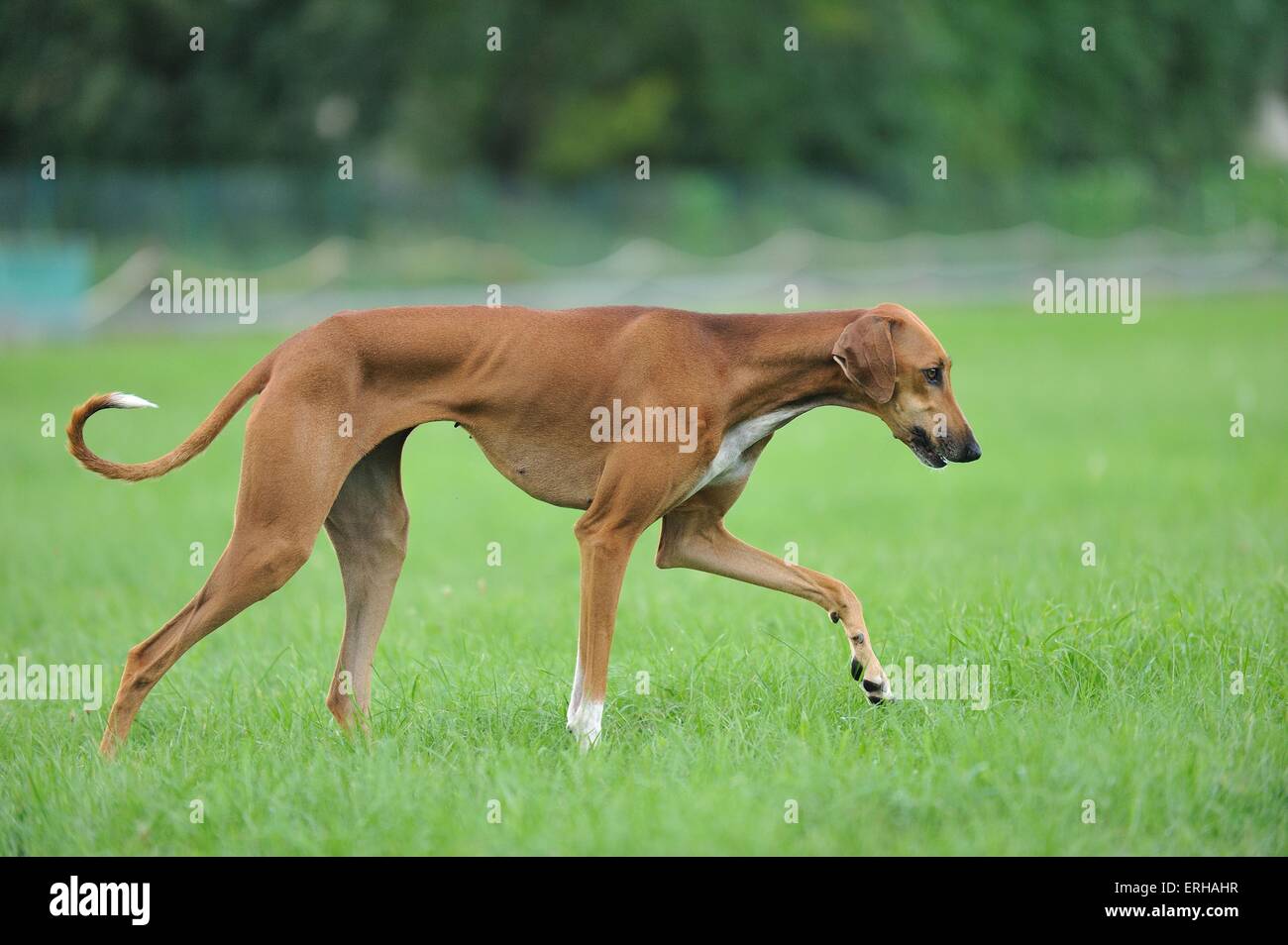 Azawakhs hi-res stock photography and images - Alamy