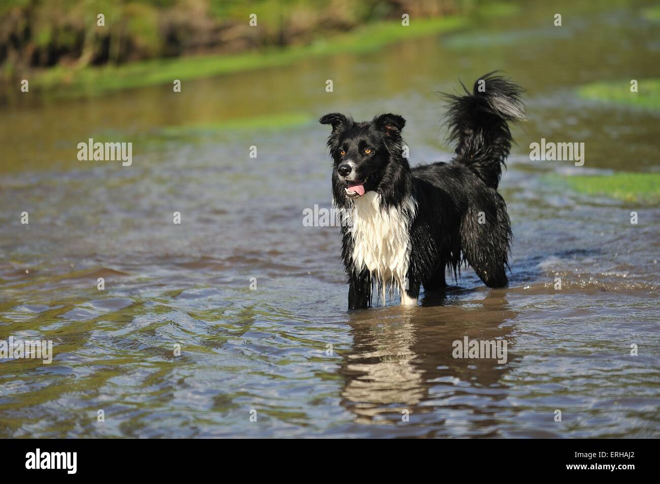 bathing Border Collie Stock Photo - Alamy