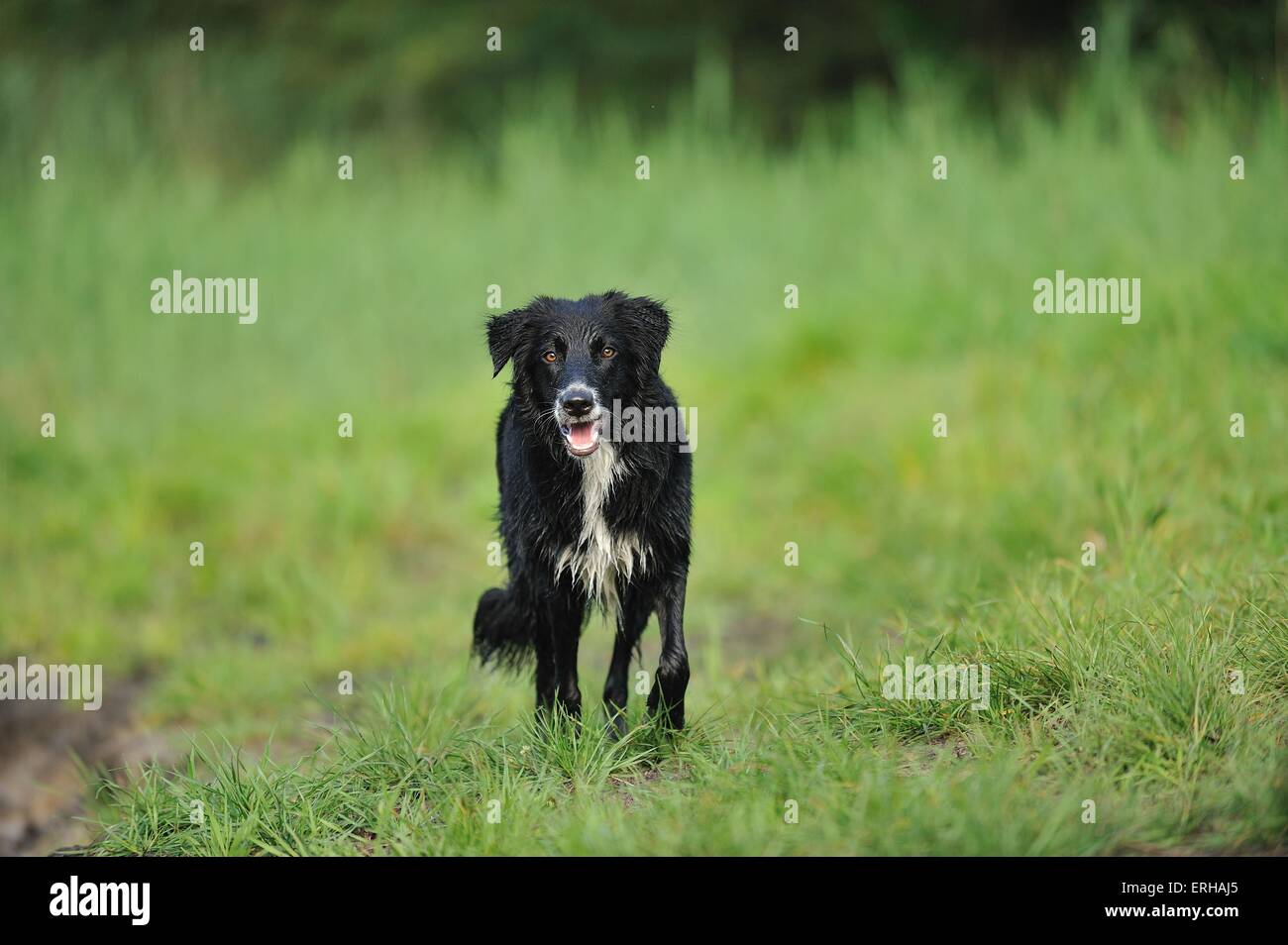 walking Border Collie Stock Photo - Alamy