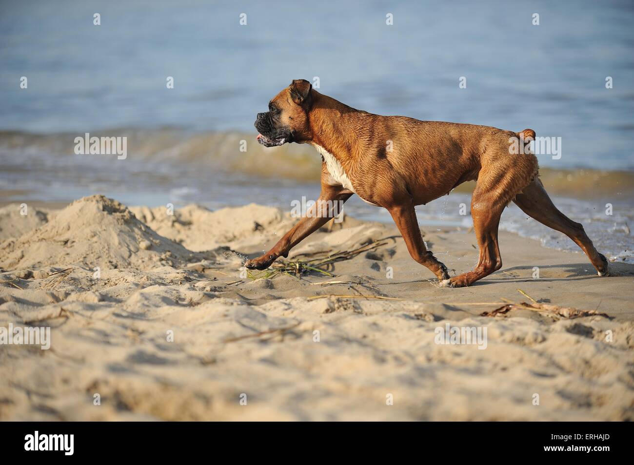 walking German Boxer Stock Photo - Alamy