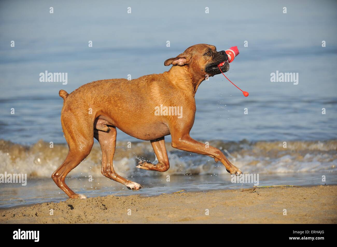 playing German Boxer Stock Photo - Alamy