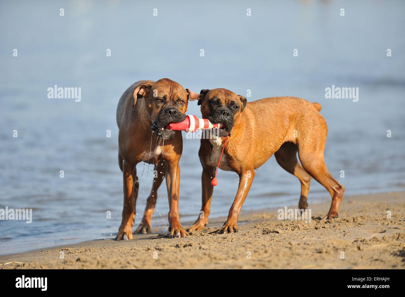 2 playing German Boxer Stock Photo - Alamy
