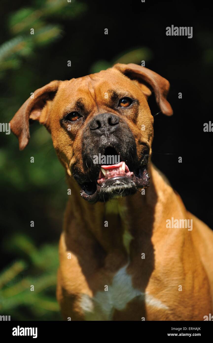 German Boxer Portrait Stock Photo - Alamy