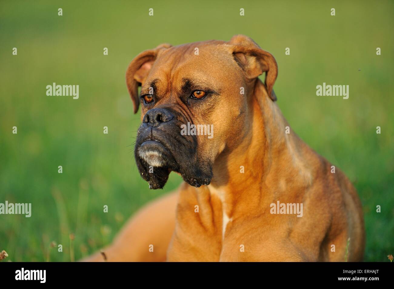 German Boxer Portrait Stock Photo - Alamy