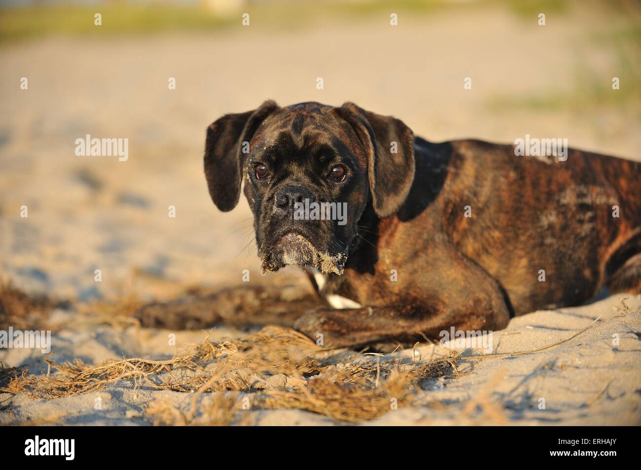 Side view young boxer hi-res stock photography and images - Alamy
