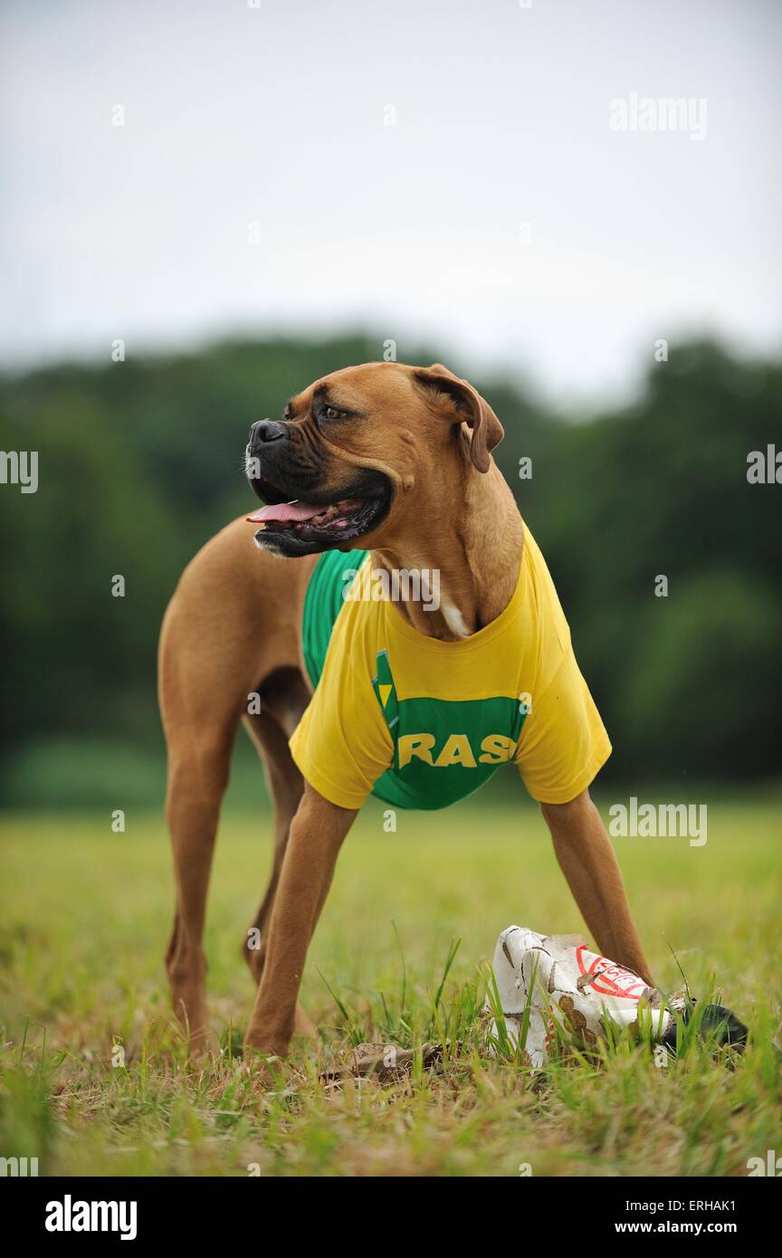 Dressed as boxer hi-res stock photography and images - Alamy
