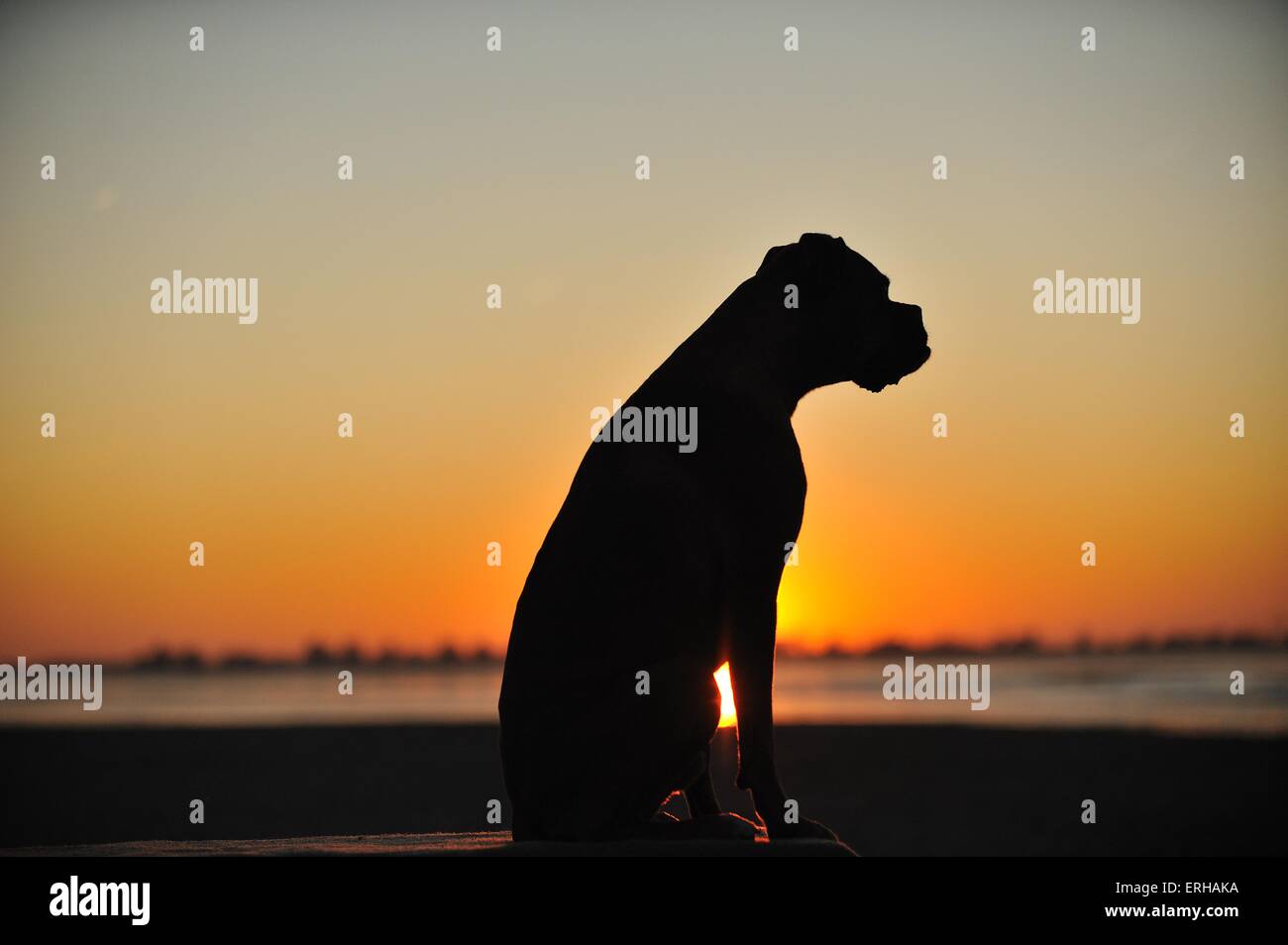 sitting German Boxer Stock Photo - Alamy