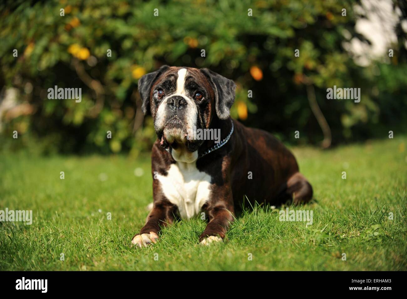 lying German Boxer Stock Photo - Alamy