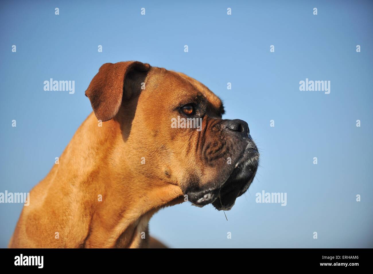 German Boxer Portrait Stock Photo - Alamy