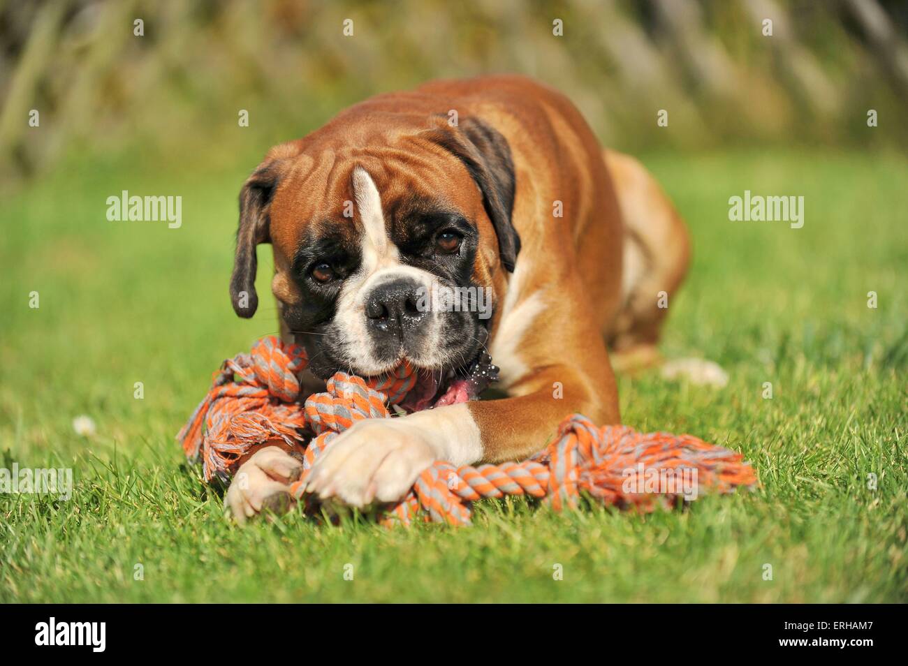 lying German Boxer Stock Photo - Alamy