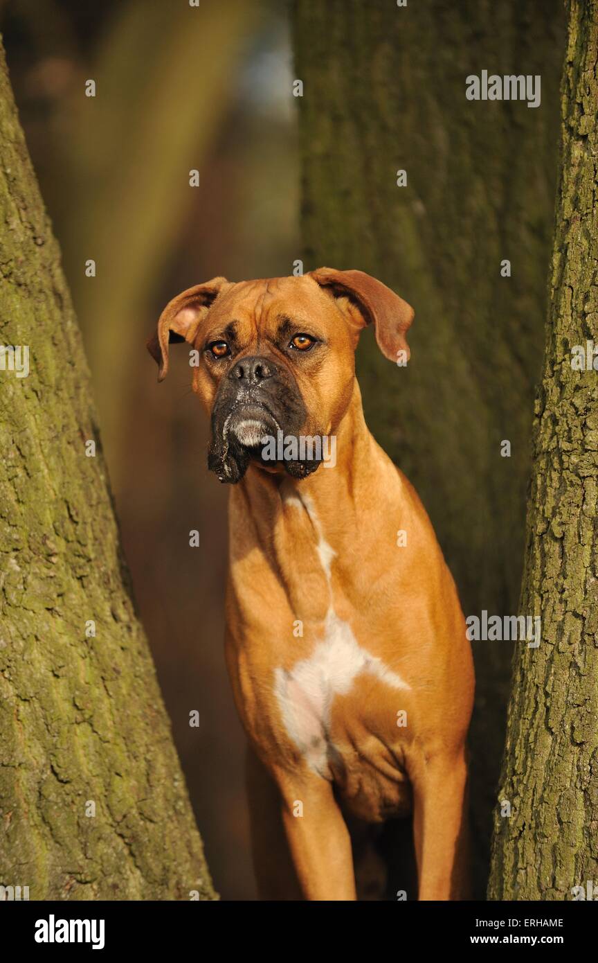 German Boxer Portrait Stock Photo - Alamy