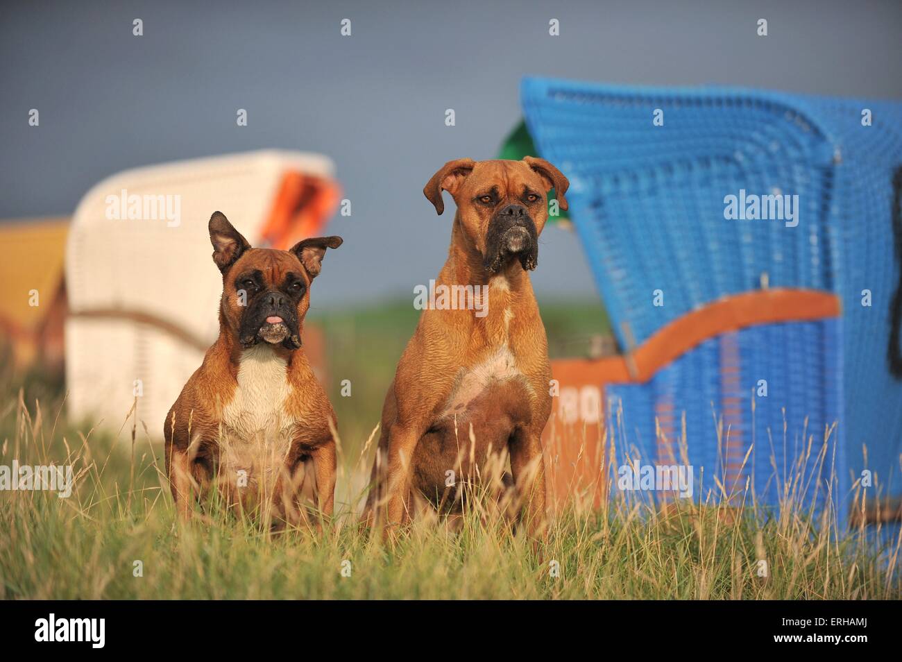 2 German Boxer Stock Photo - Alamy