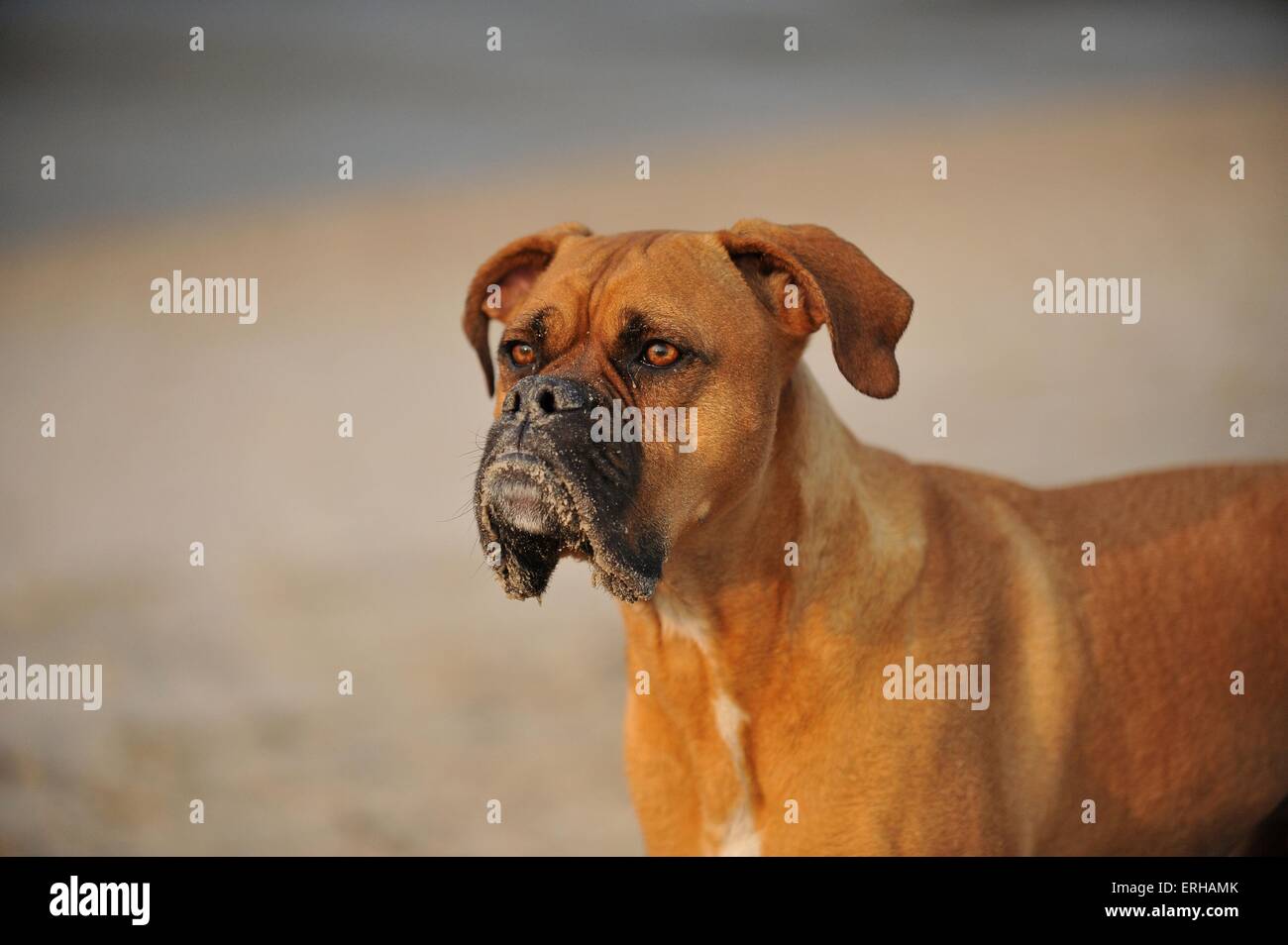 German Boxer Portrait Stock Photo - Alamy